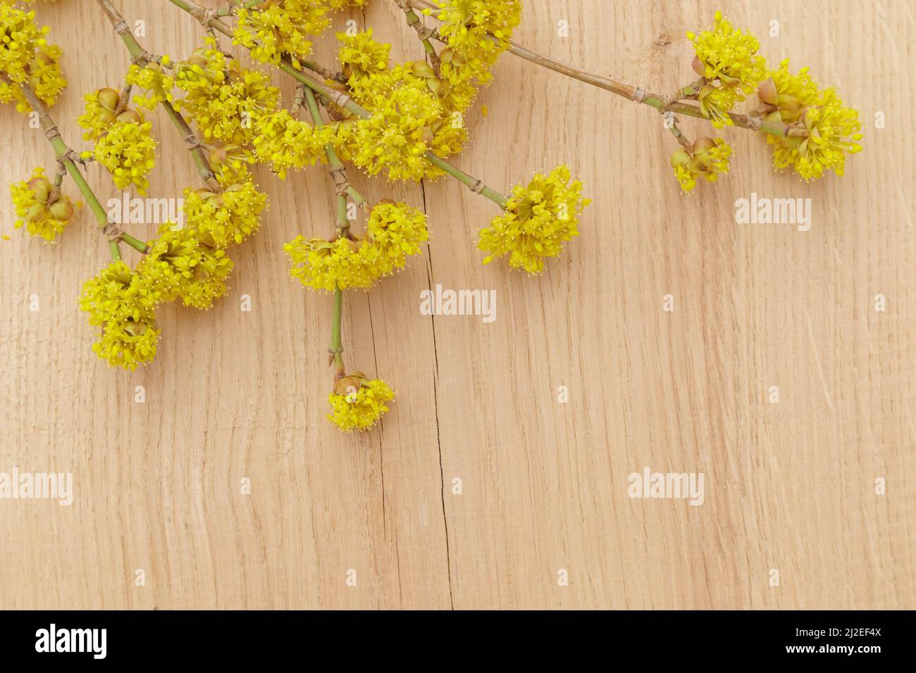 Spring yellow flowers Dogwood or european cornel tree on rustic wooden ...