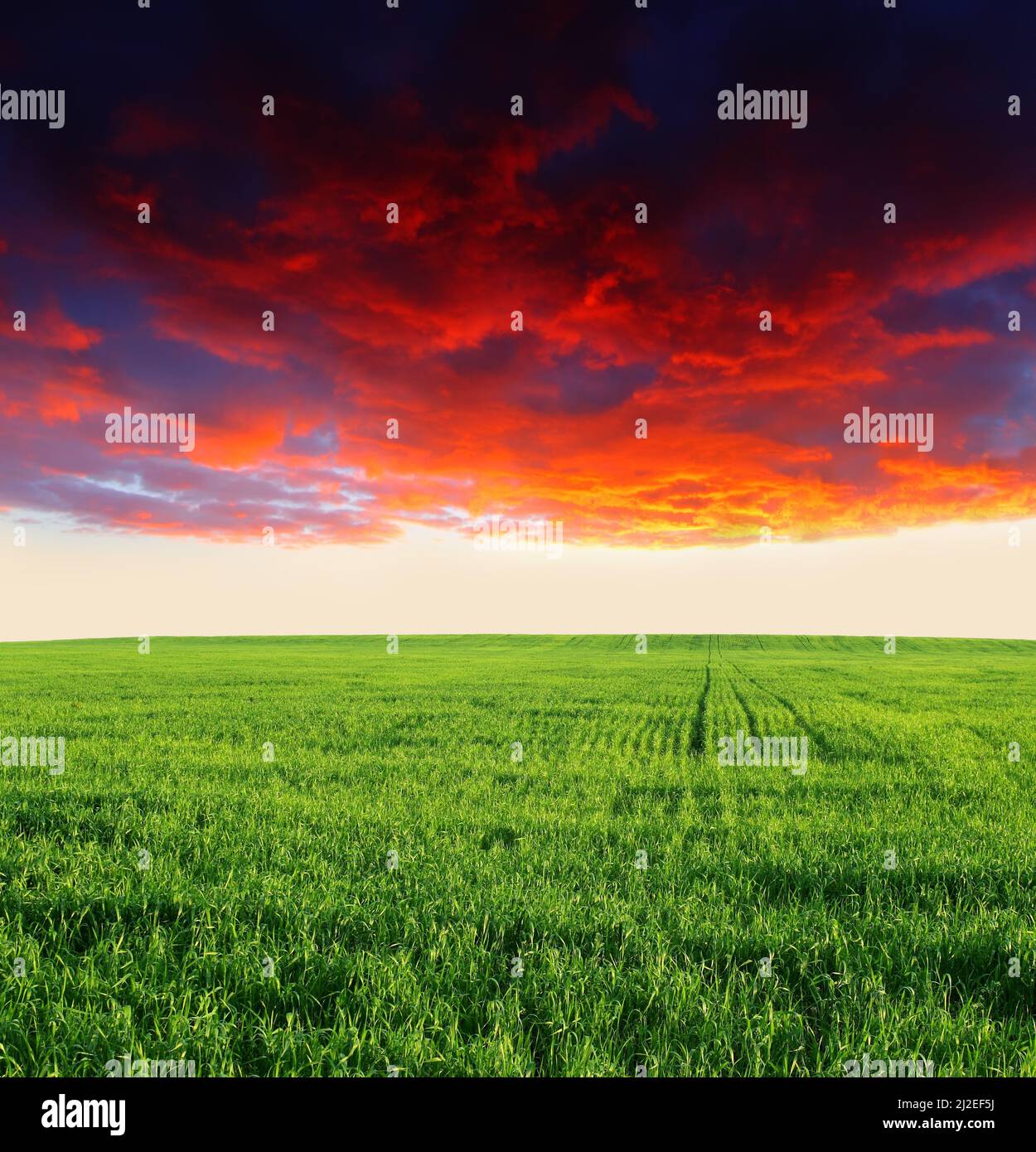 Beautiful green field in evening hi-res stock photography and images ...
