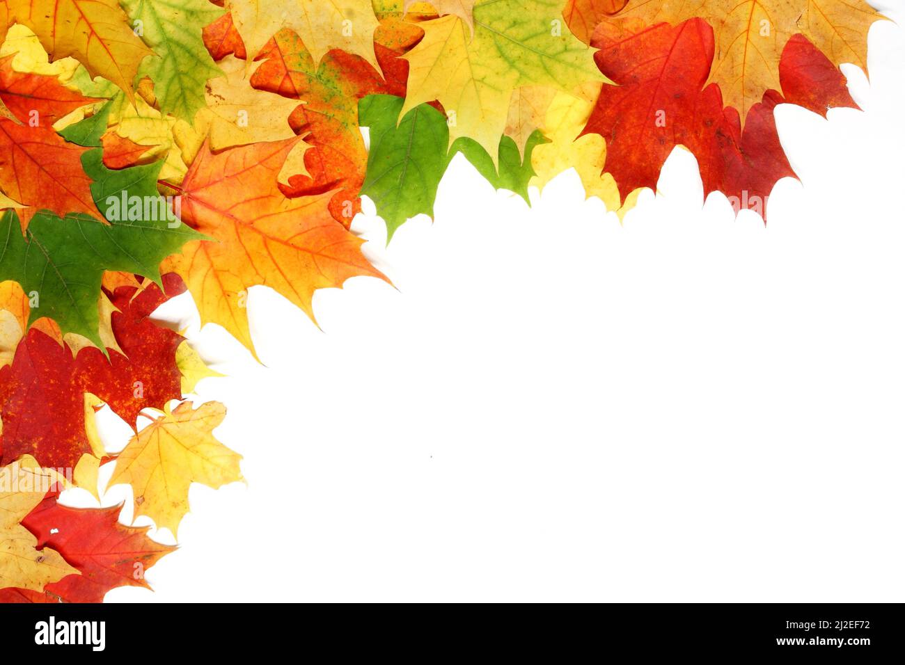 Beautiful autumn maple leaves isolated on white background Stock Photo ...