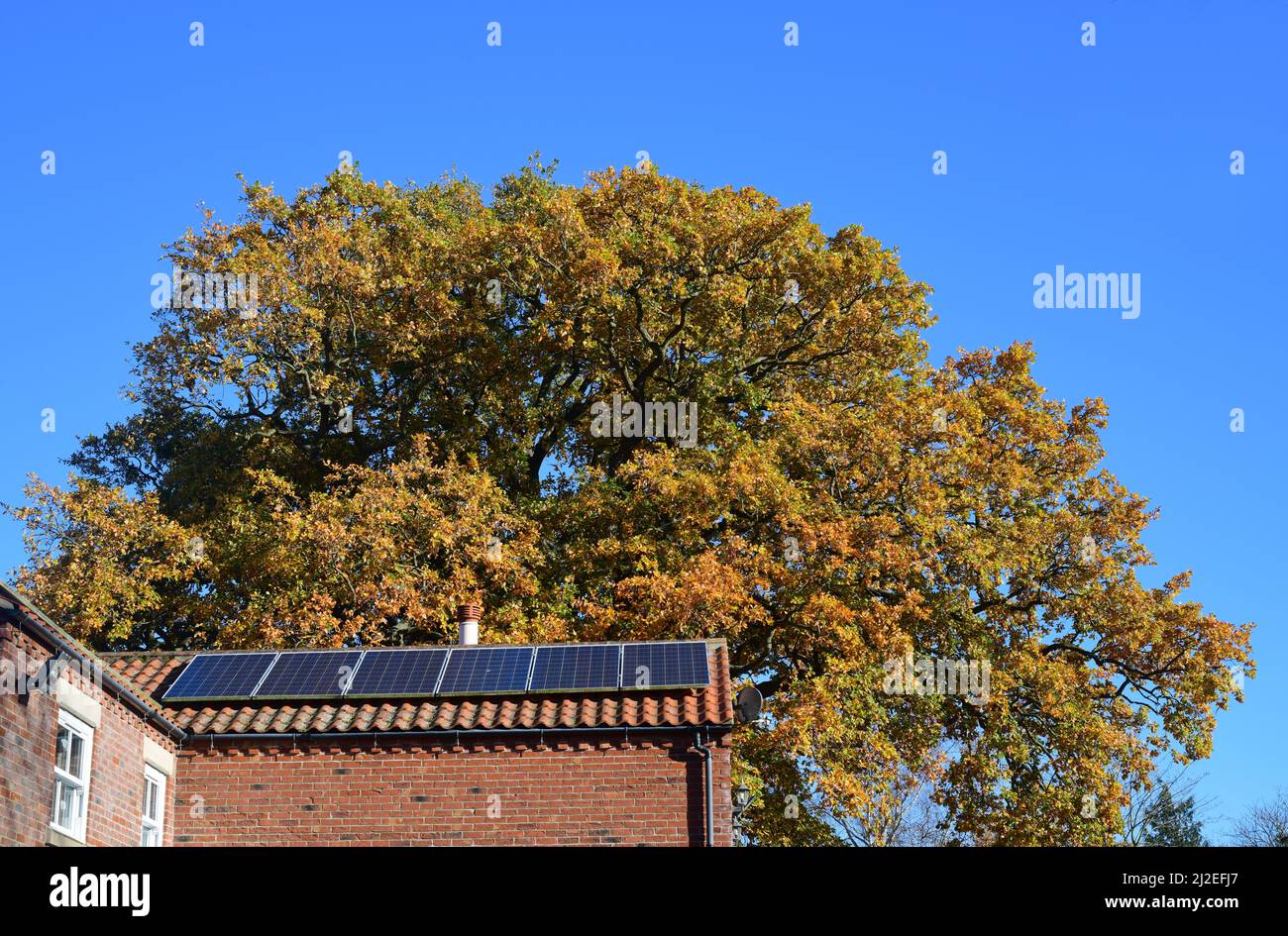 solar panels on house roof by beautiful oak tree at autumn time united ...