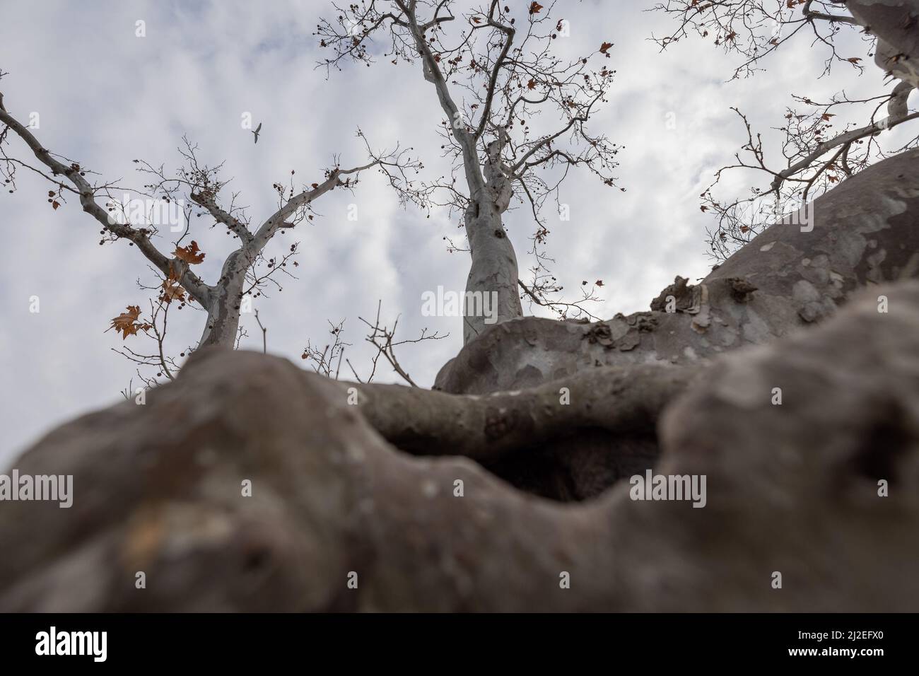Detail of a bark and branches on a tree. Old and tall trees rising up ...