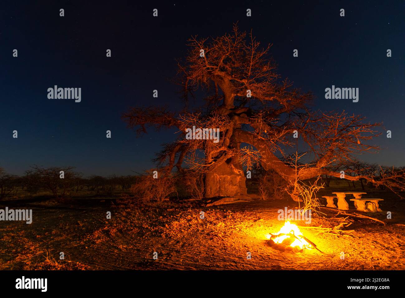 Campfire at baobab tree on Kukonje Island Botswana Stock Photo - Alamy