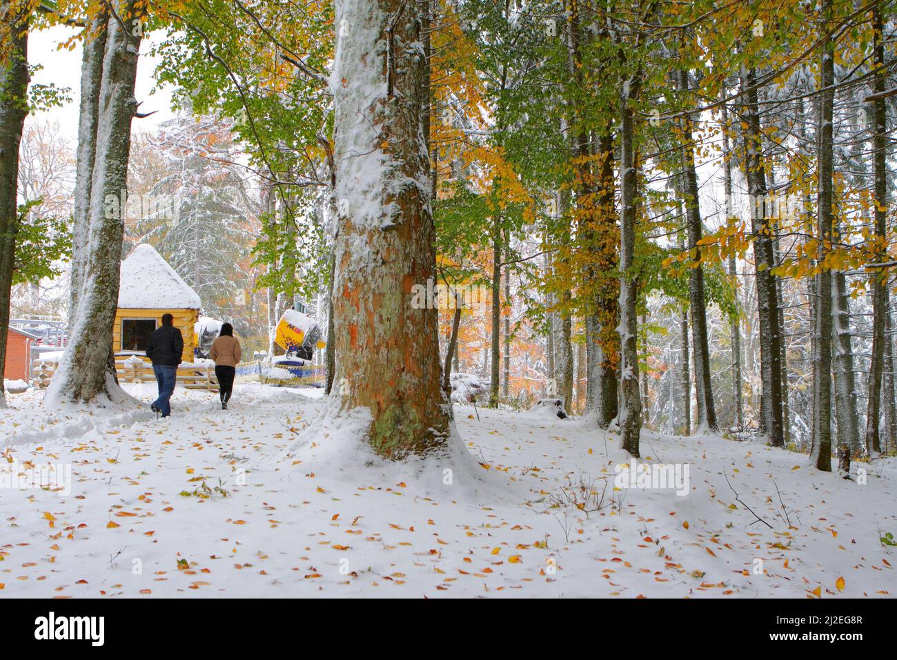 colorful tree of the forest covered with snow Stock Photo - Alamy