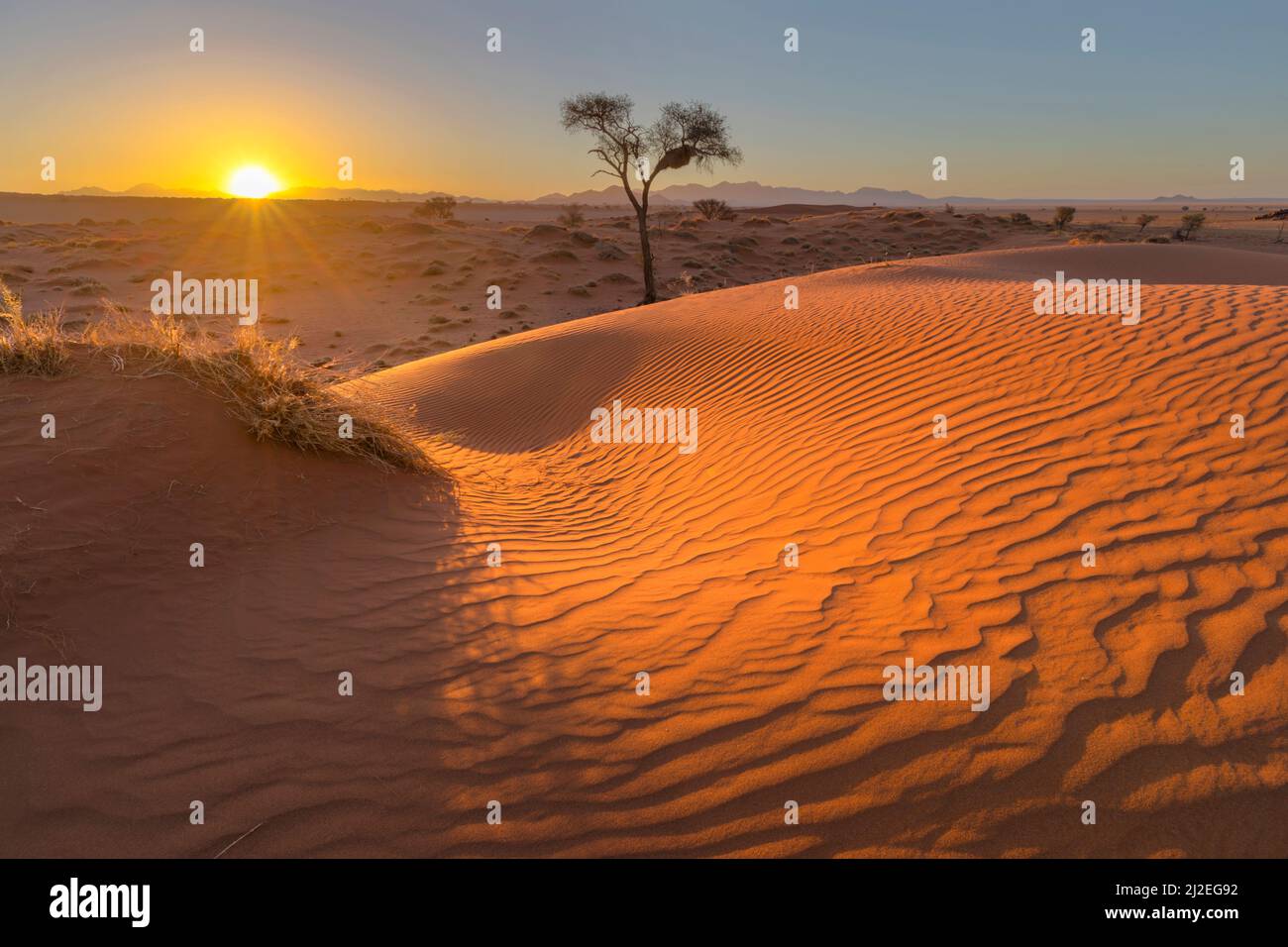 Wind swept patterns on red sand dune Namibia Stock Photo - Alamy