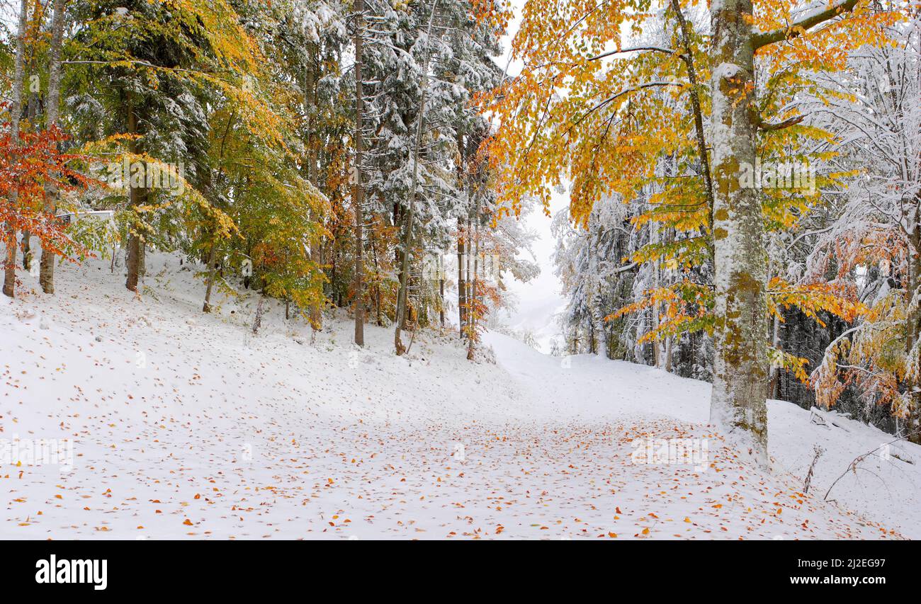 colorful tree of the forest covered with snow Stock Photo - Alamy