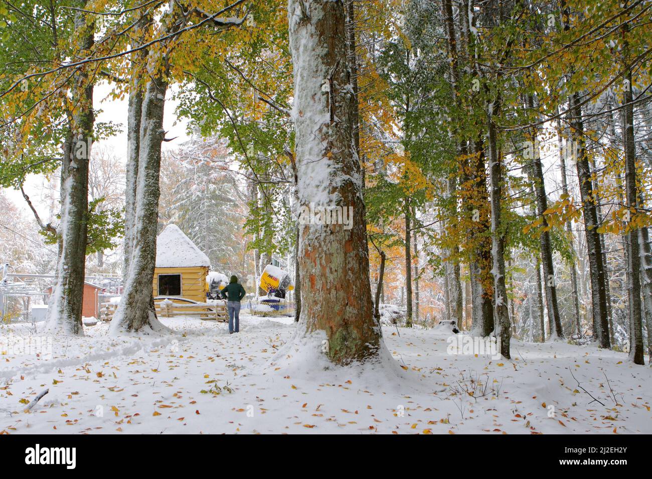 colorful tree of the forest covered with snow Stock Photo - Alamy