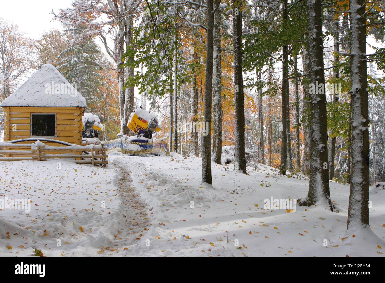 colorful tree of the forest covered with snow Stock Photo - Alamy