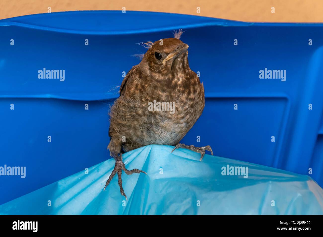 A scared baby blackbird with tufts of fur on a blue plastic bag for ...