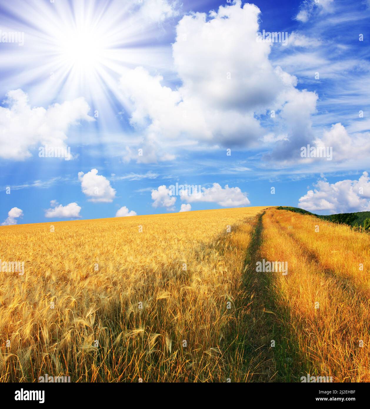 wheat field and beautiful blue sky Stock Photo - Alamy