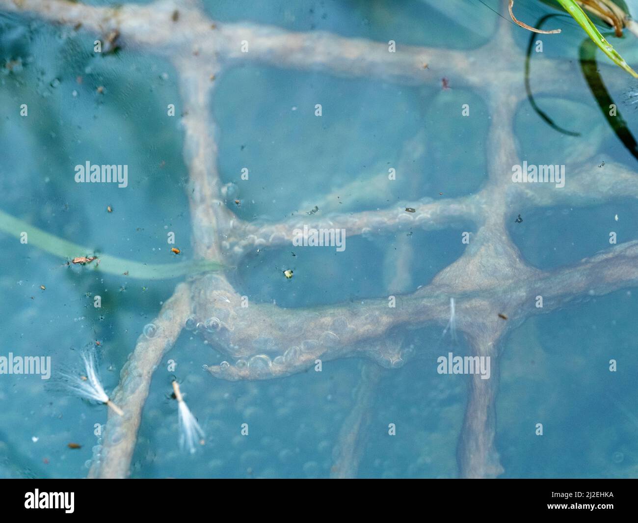 Water in puddles, green slimy bubbles and plant stems, pooled and still ...