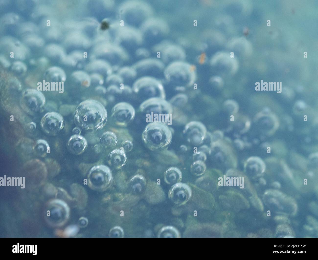 Water in puddles, green slimy bubbles pooled and still in a puddle ...