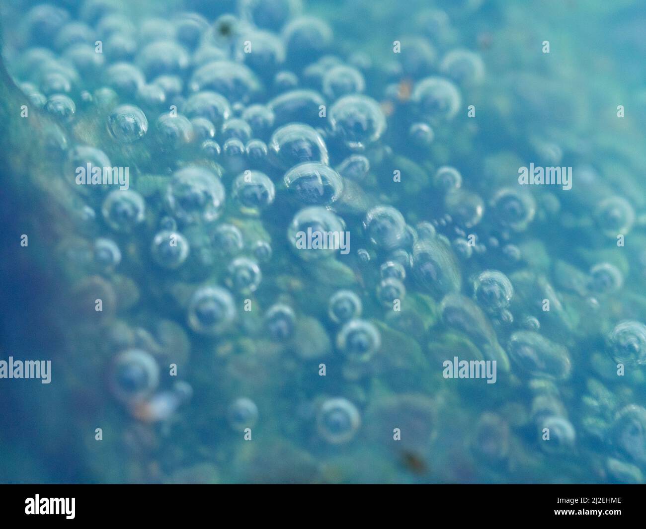 Bubbly green algae hi-res stock photography and images - Alamy