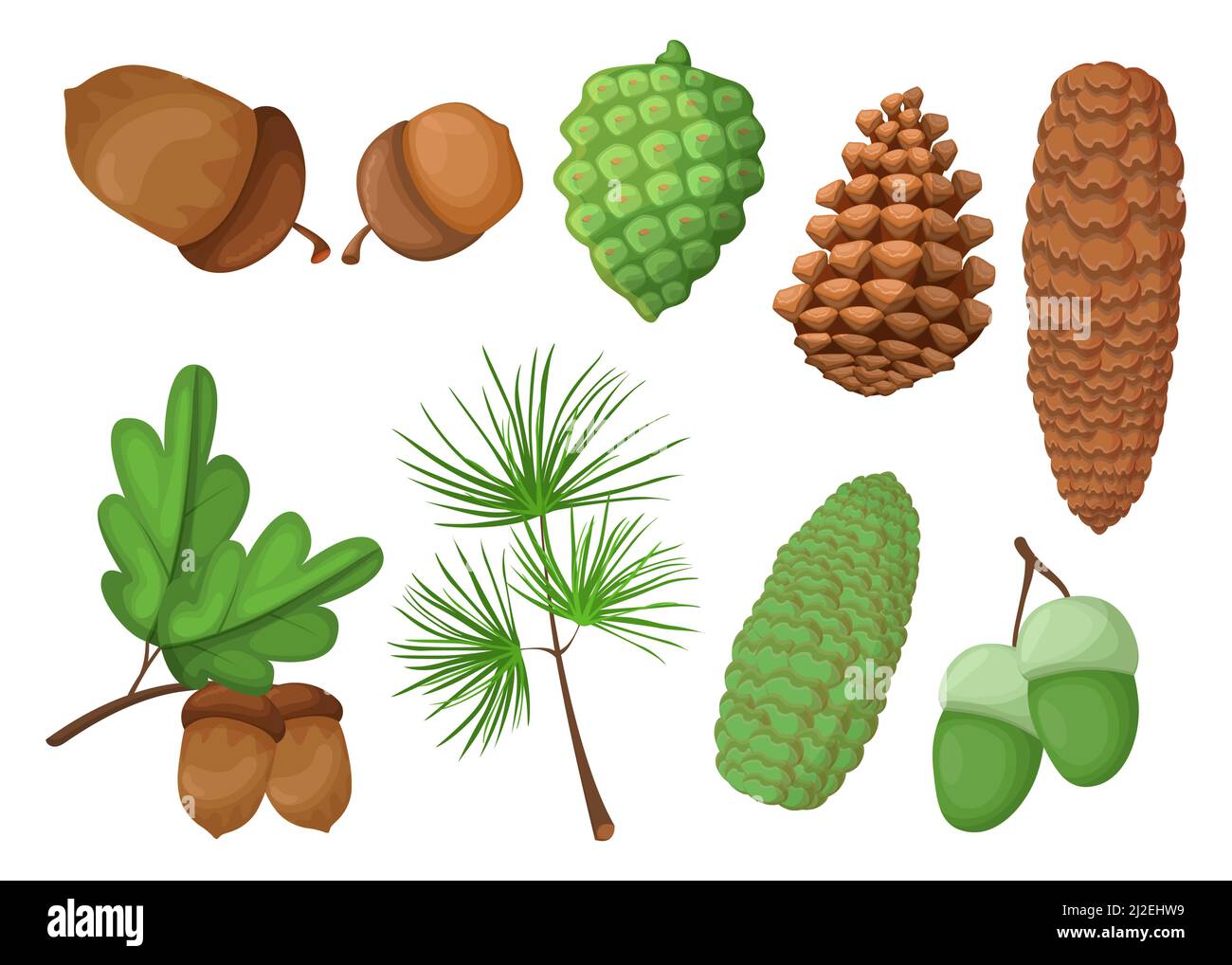 Group of pine cones Stock Vector Images - Alamy