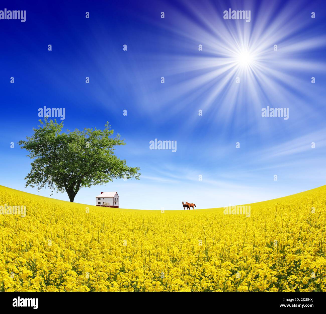 Summer fields sunshine farm hi-res stock photography and images - Alamy