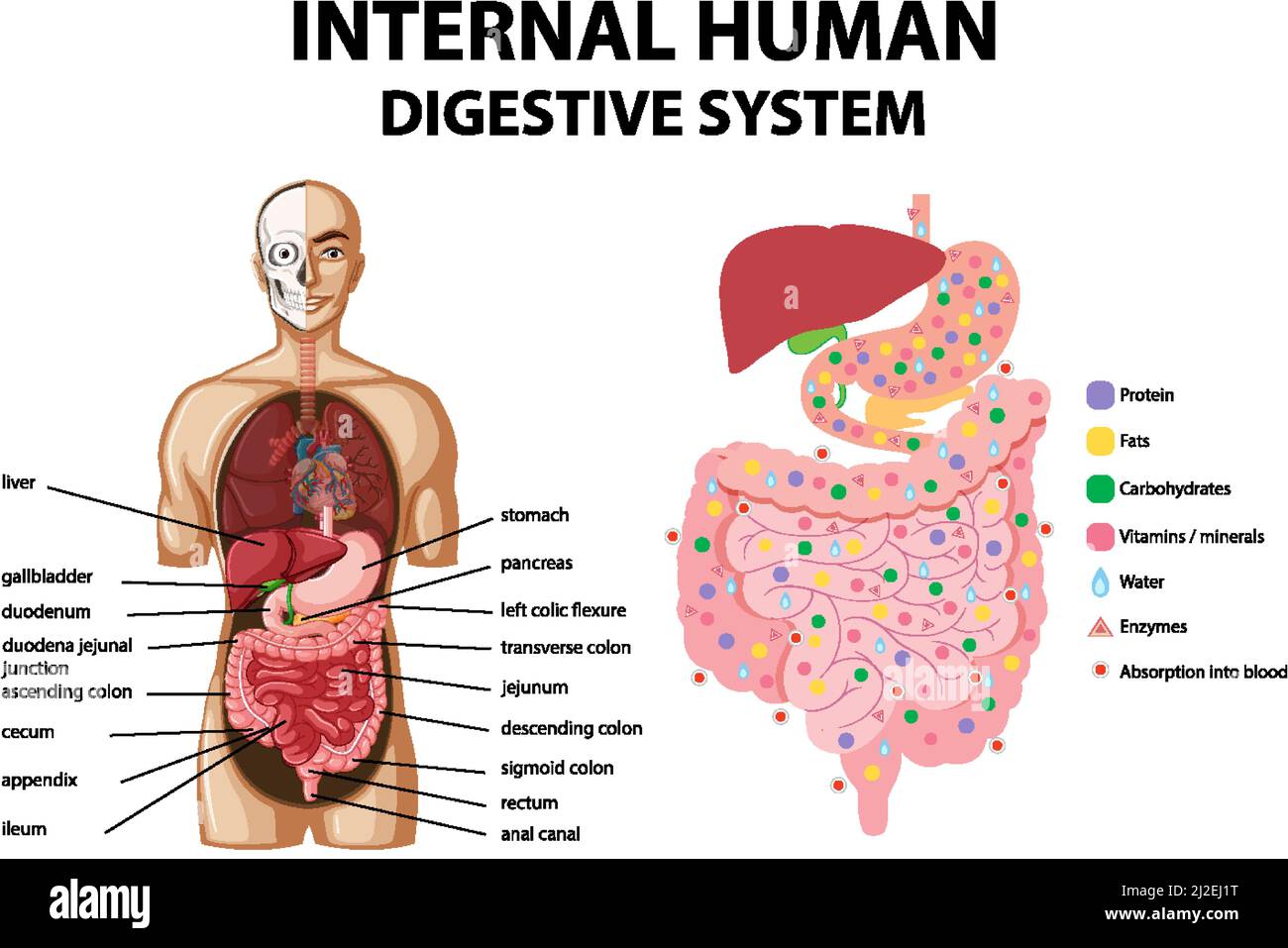Diagram showing internal human digestive system illustration Stock ...