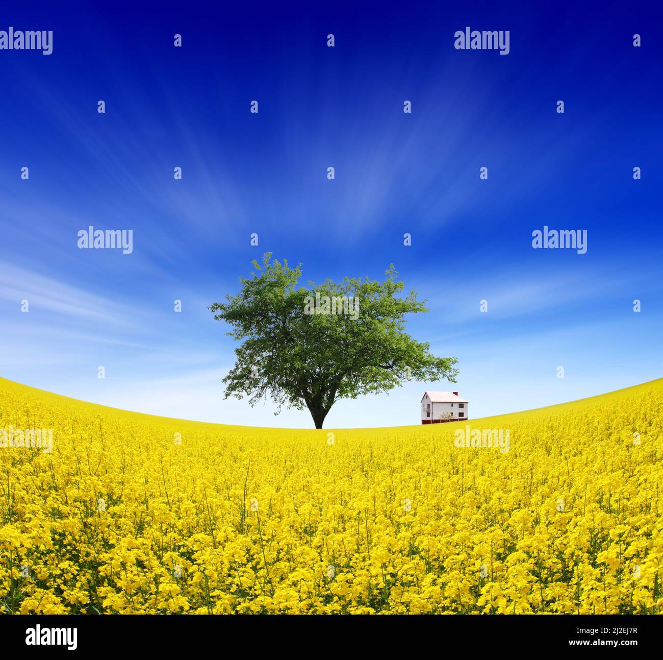 summer landscape of farm fields and the beautiful blue sky Stock Photo ...