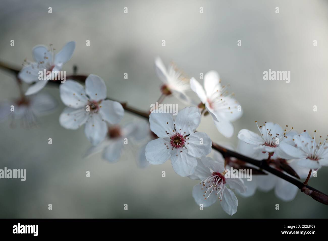 Flowering blood plum Prunus cerasifera Stock Photo - Alamy