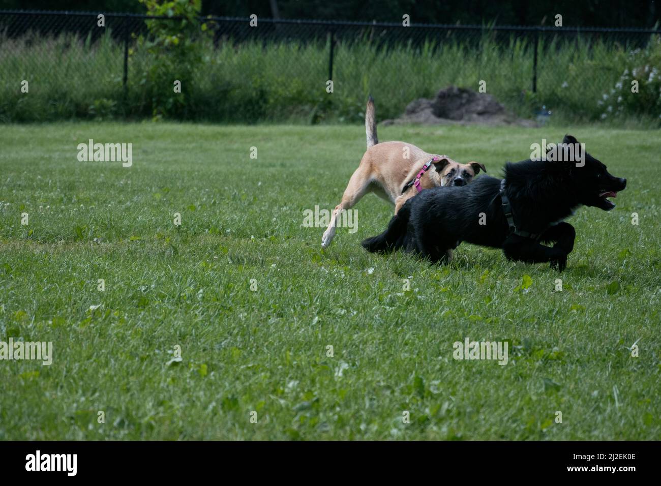 Two dogs running hi-res stock photography and images - Alamy
