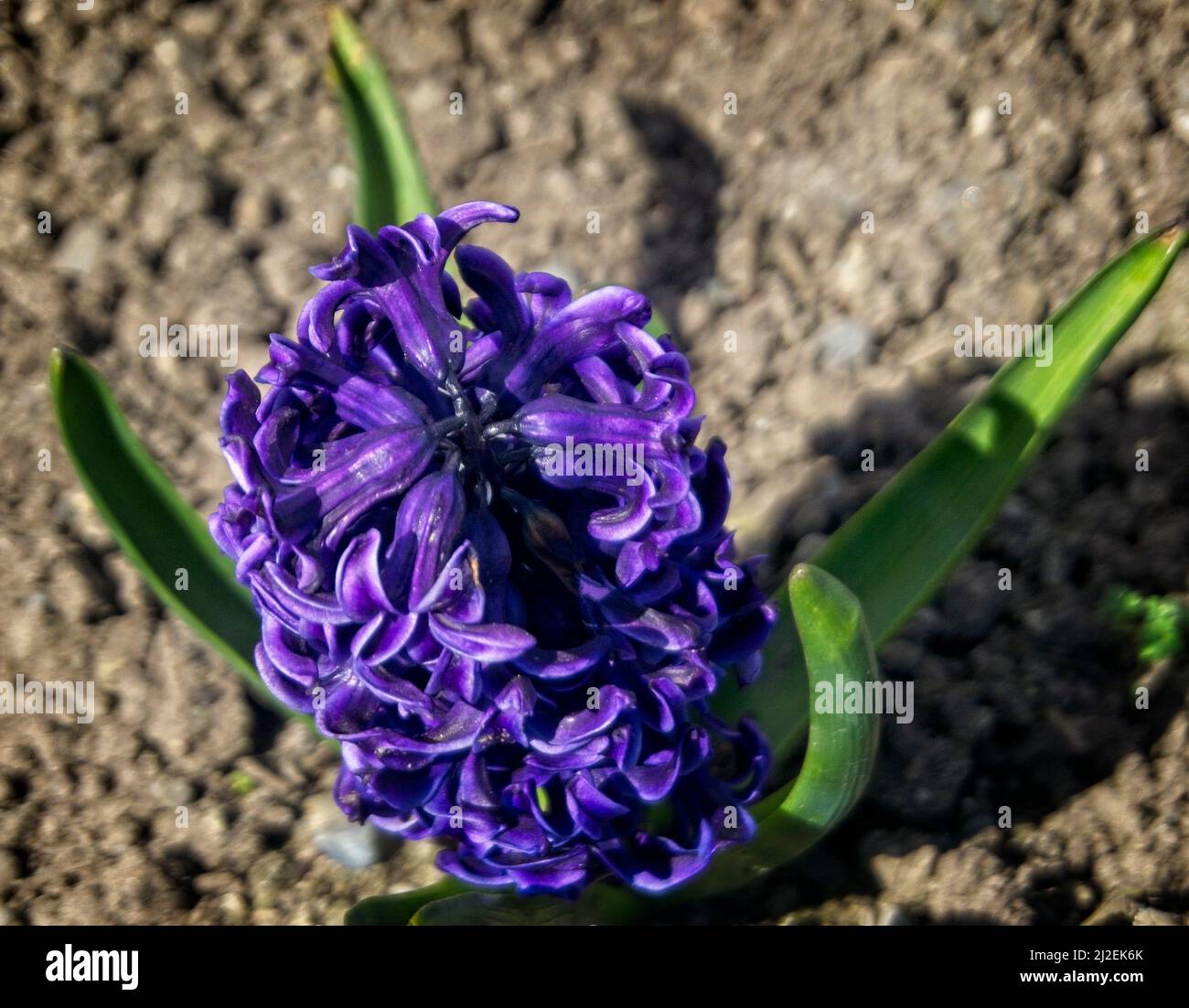 Iris victoria hi-res stock photography and images - Alamy