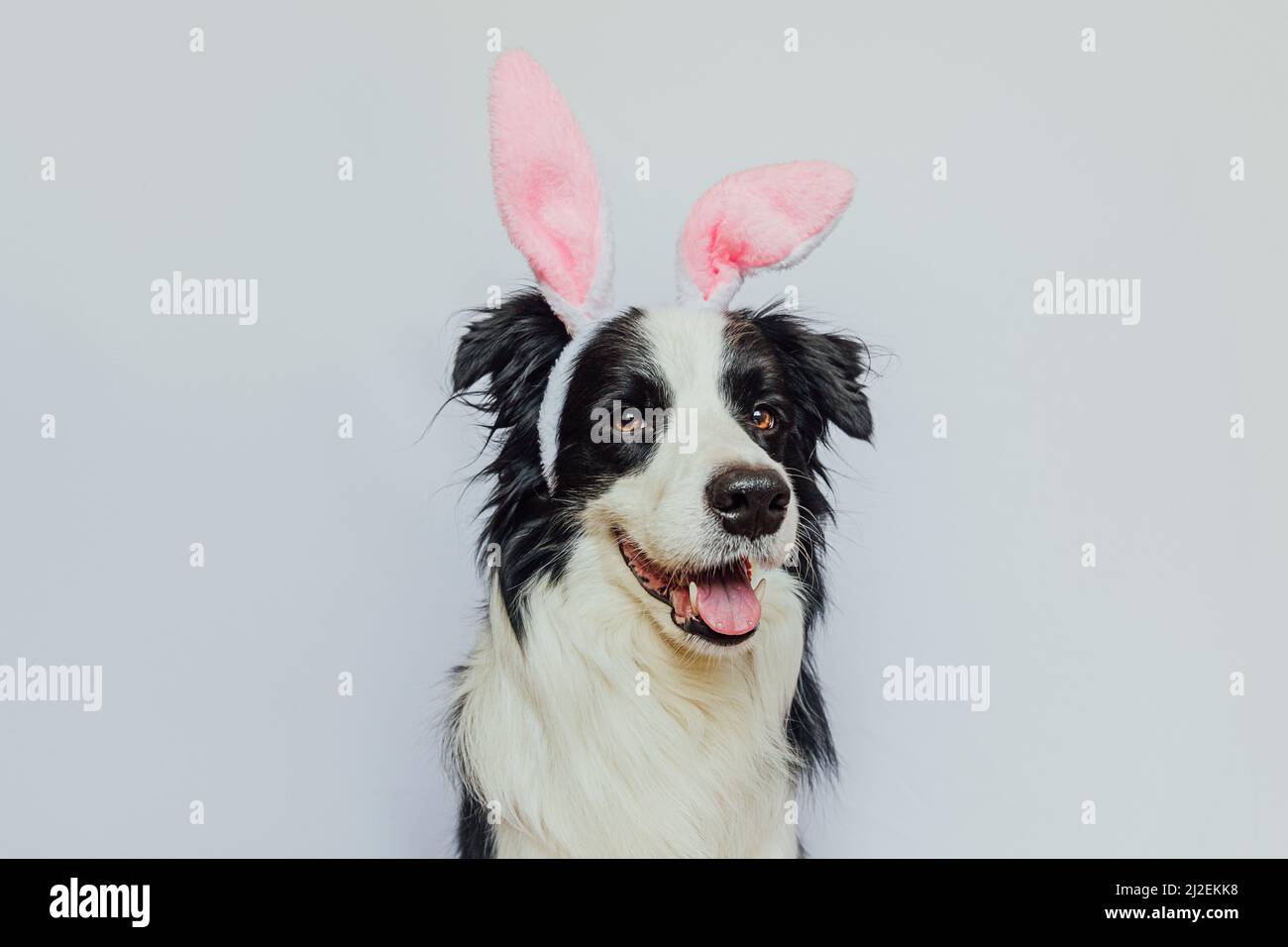 Happy Easter concept. Preparation for holiday. Cute funny puppy dog ...