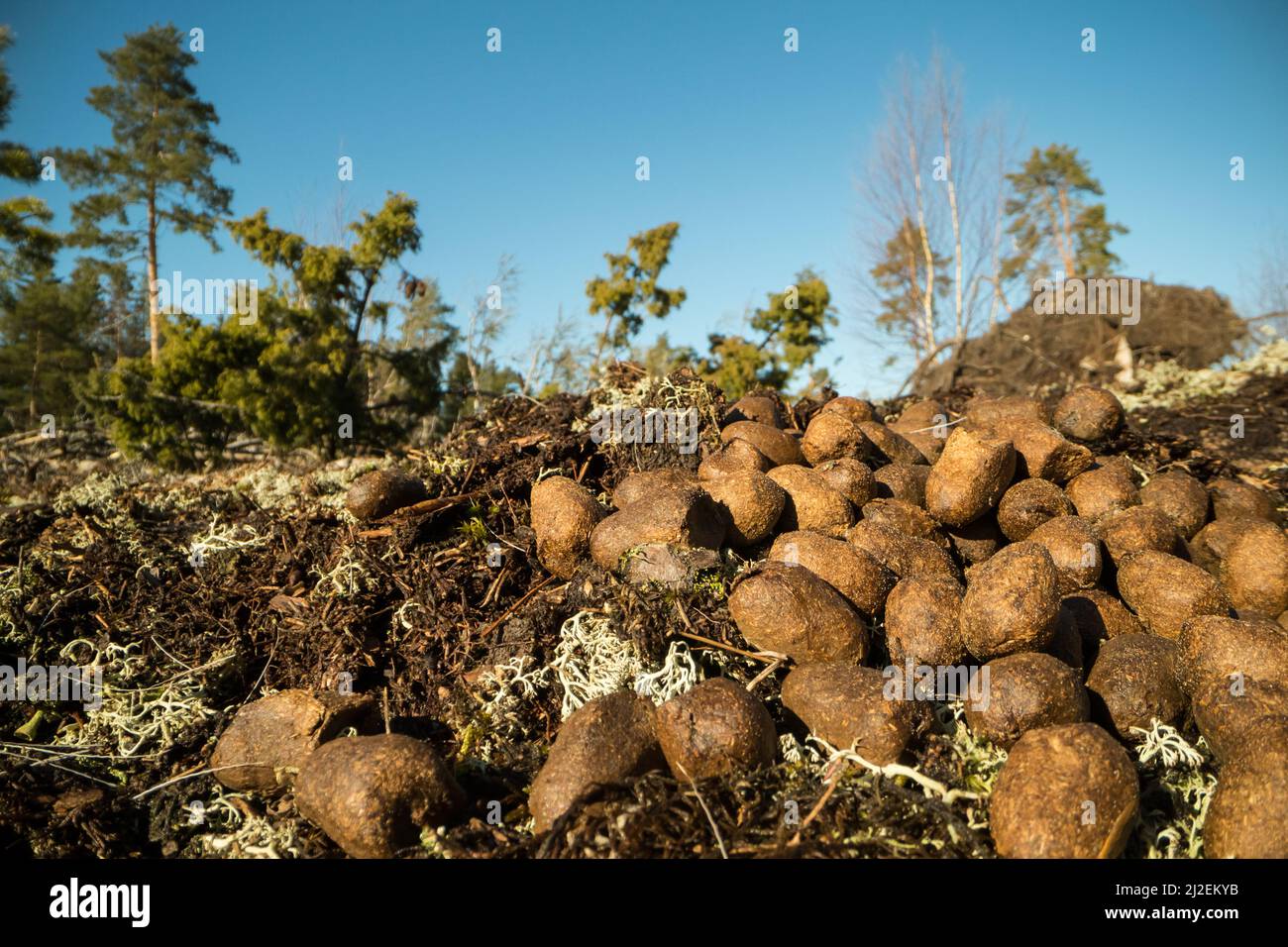 Moose faecal pellets during springtime, wild Finland Stock Photo - Alamy