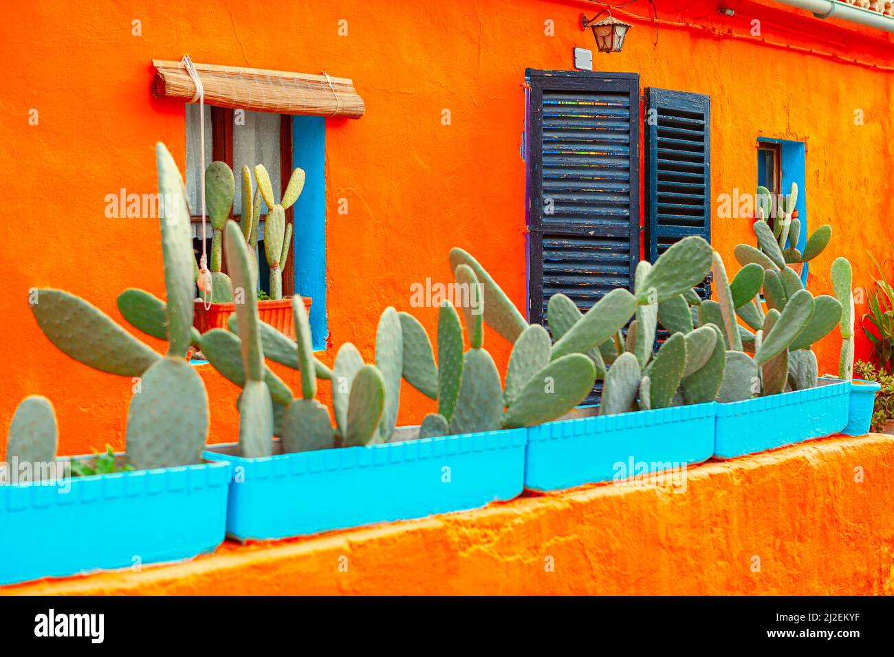 Cactus Plant Flowers in village . Mexican exterior rustic decor with ...