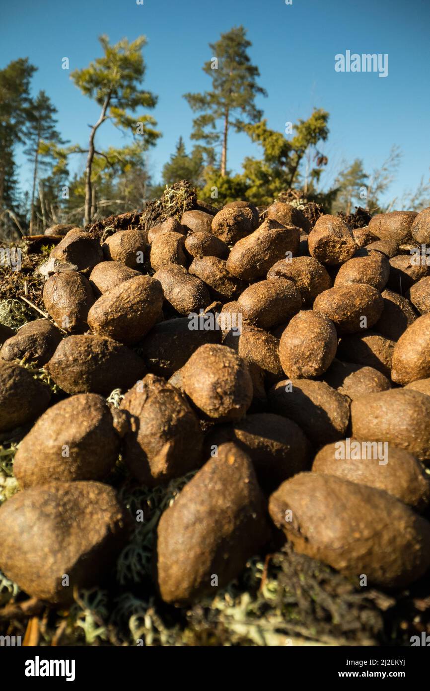 Moose droppings hi-res stock photography and images - Alamy
