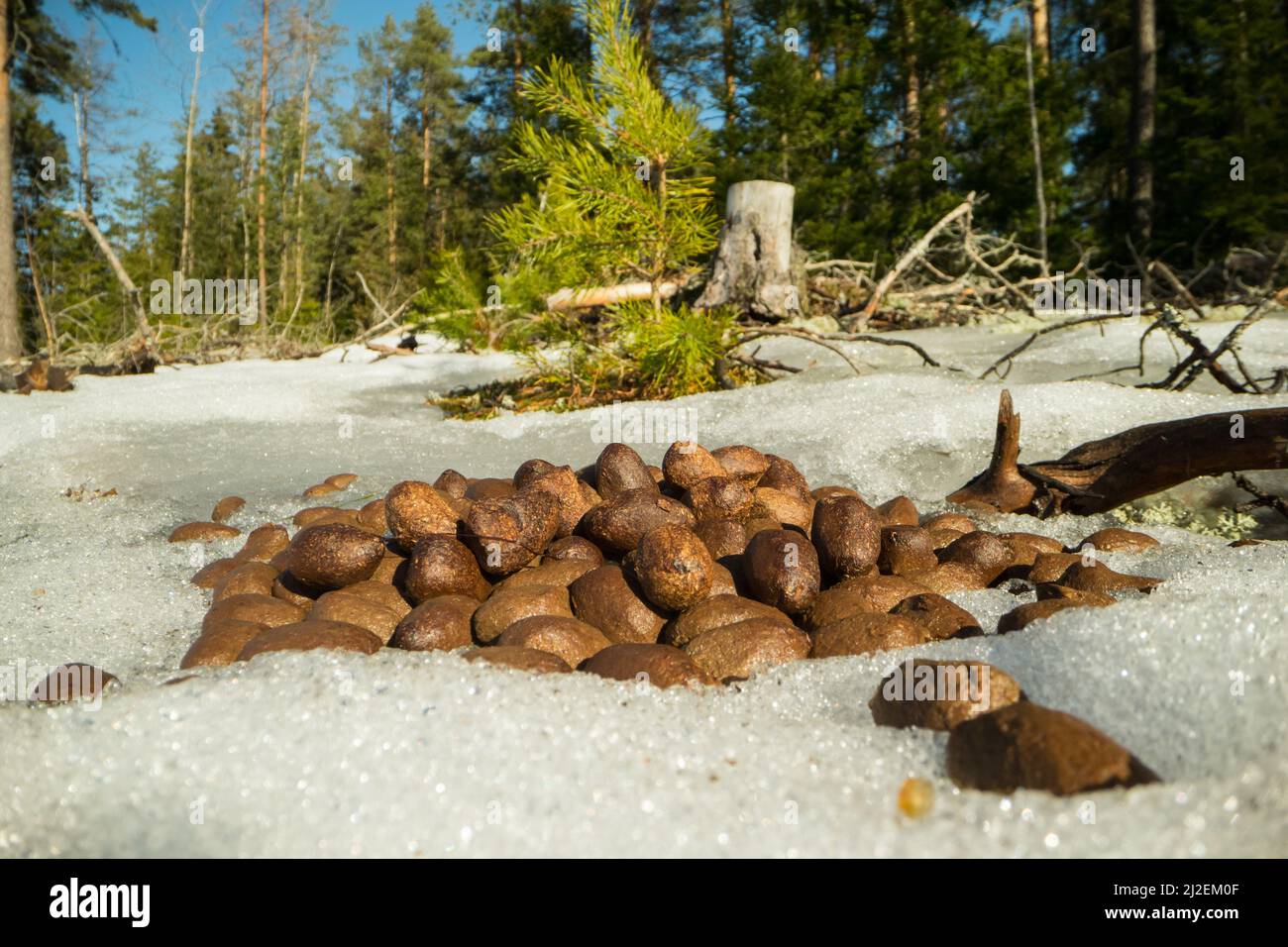 Moose droppings hi-res stock photography and images - Alamy