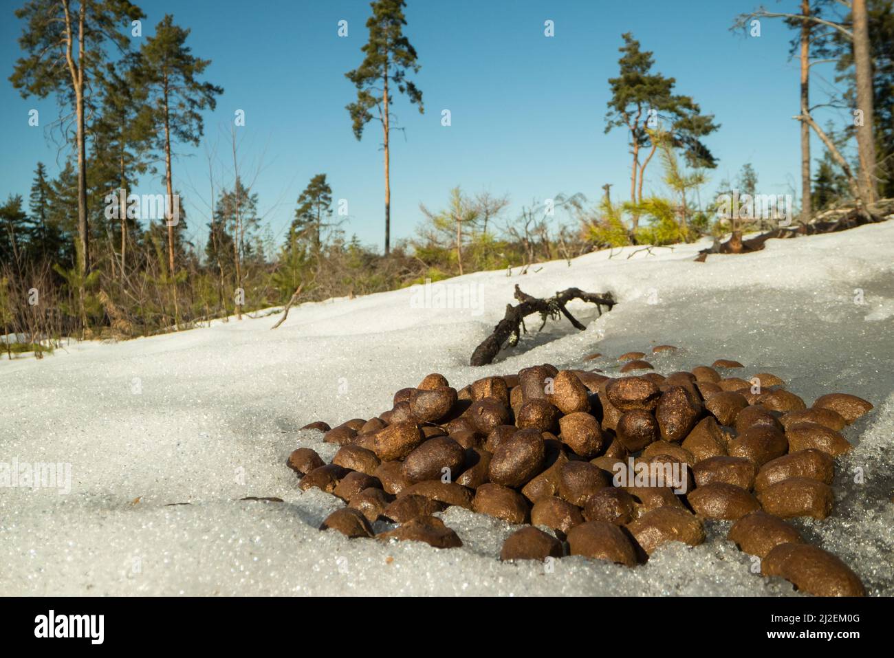 Moose droppings hi-res stock photography and images - Alamy