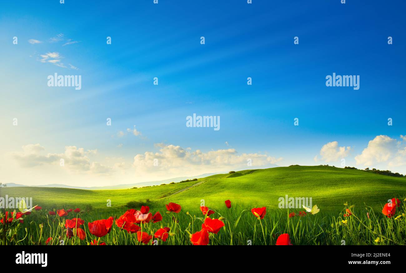 spring beautiful landscape panorama with flowering flowers on green ...
