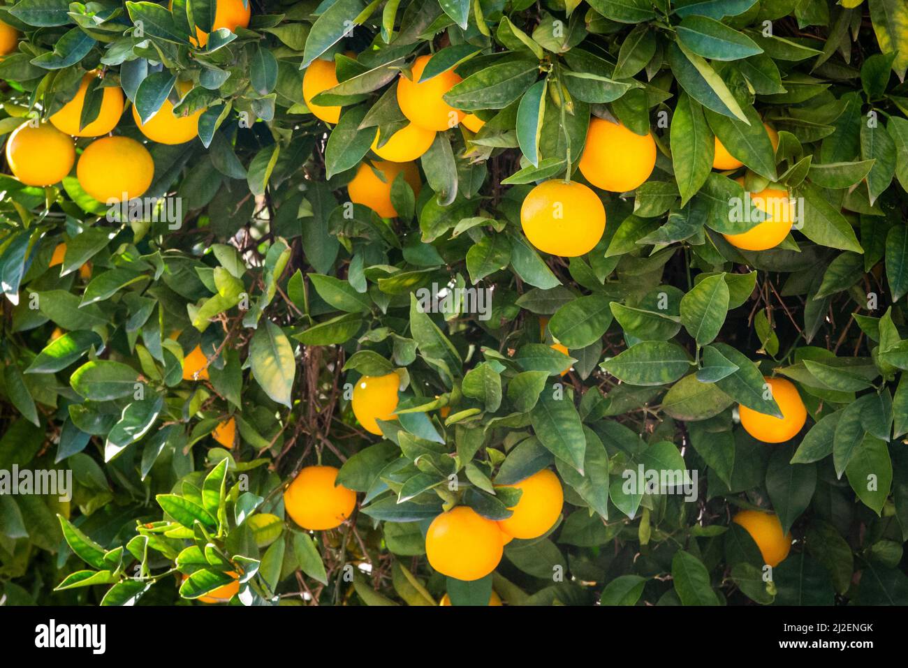 Branch orange tree fruits green leaves. Nature concept Stock Photo - Alamy