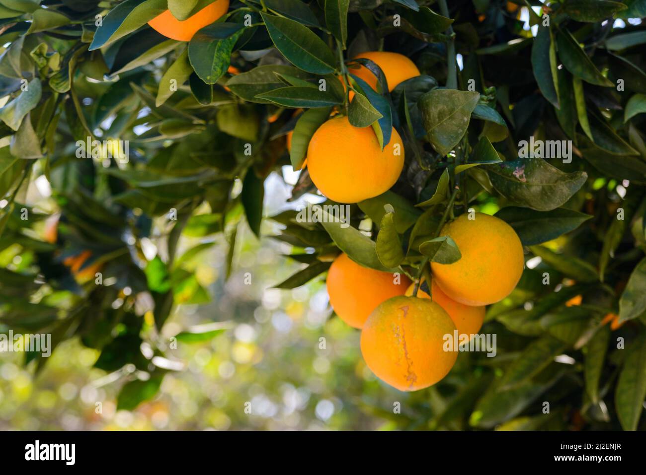 Branch orange tree fruits green leaves. Nature concept Stock Photo - Alamy
