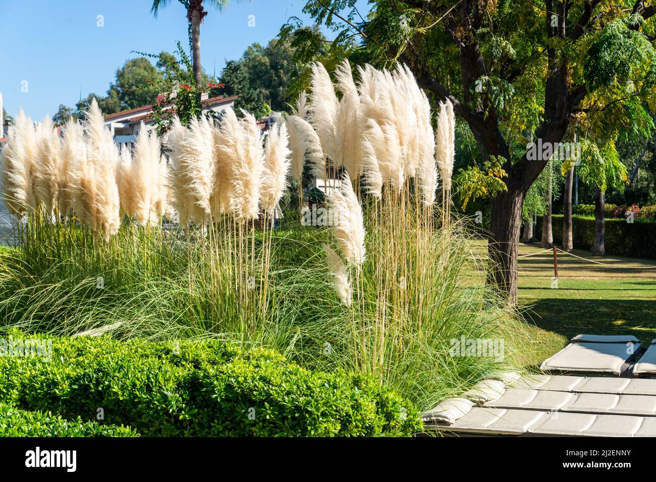 Pampas grass plant in garden decoration. Naature concept Stock Photo ...
