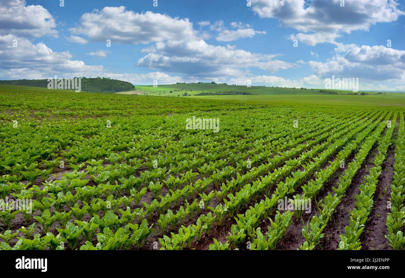 beet field, sugar beet rows, landscape panorama Stock Photo - Alamy
