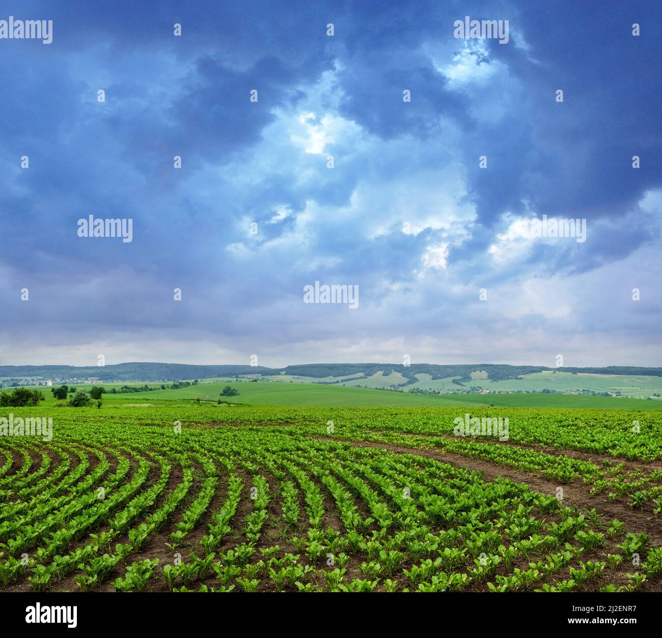 sugar beet field, rows of young beets, dramatic stormy evening sky ...