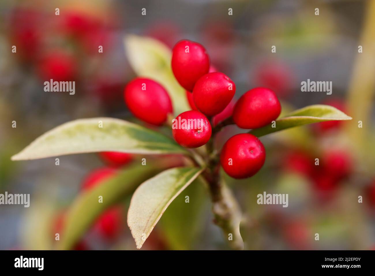 Red berries of Skimmia shrub plant, growing in Spring. Macro close-up ...
