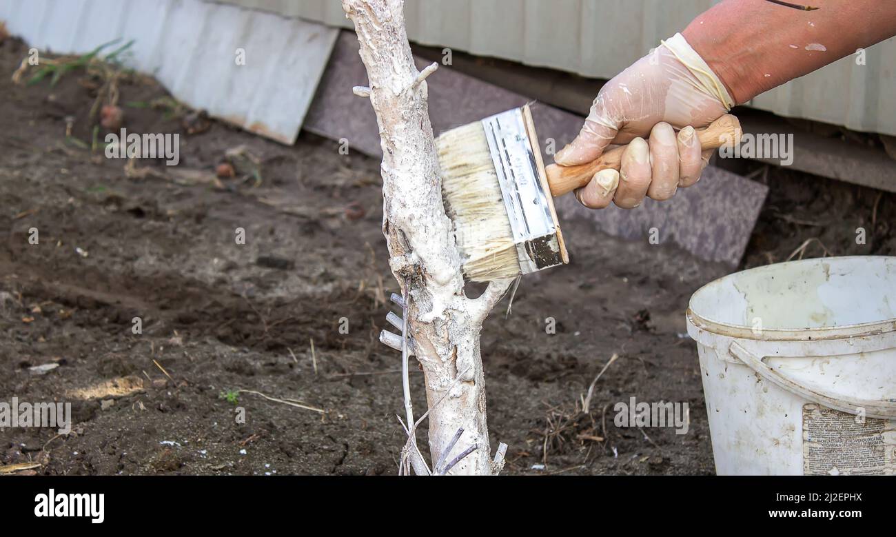 Girl whitewashing a tree trunk in a spring garden. Whitewash of spring ...