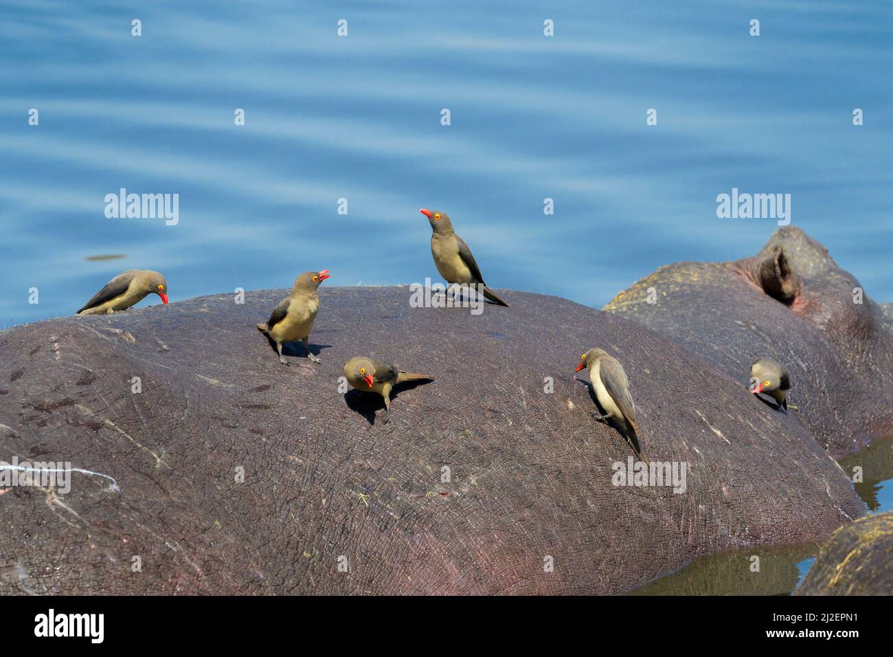 Red-billed Oxpecker (Buphagus erythrorhynchus) group eating parasites ...