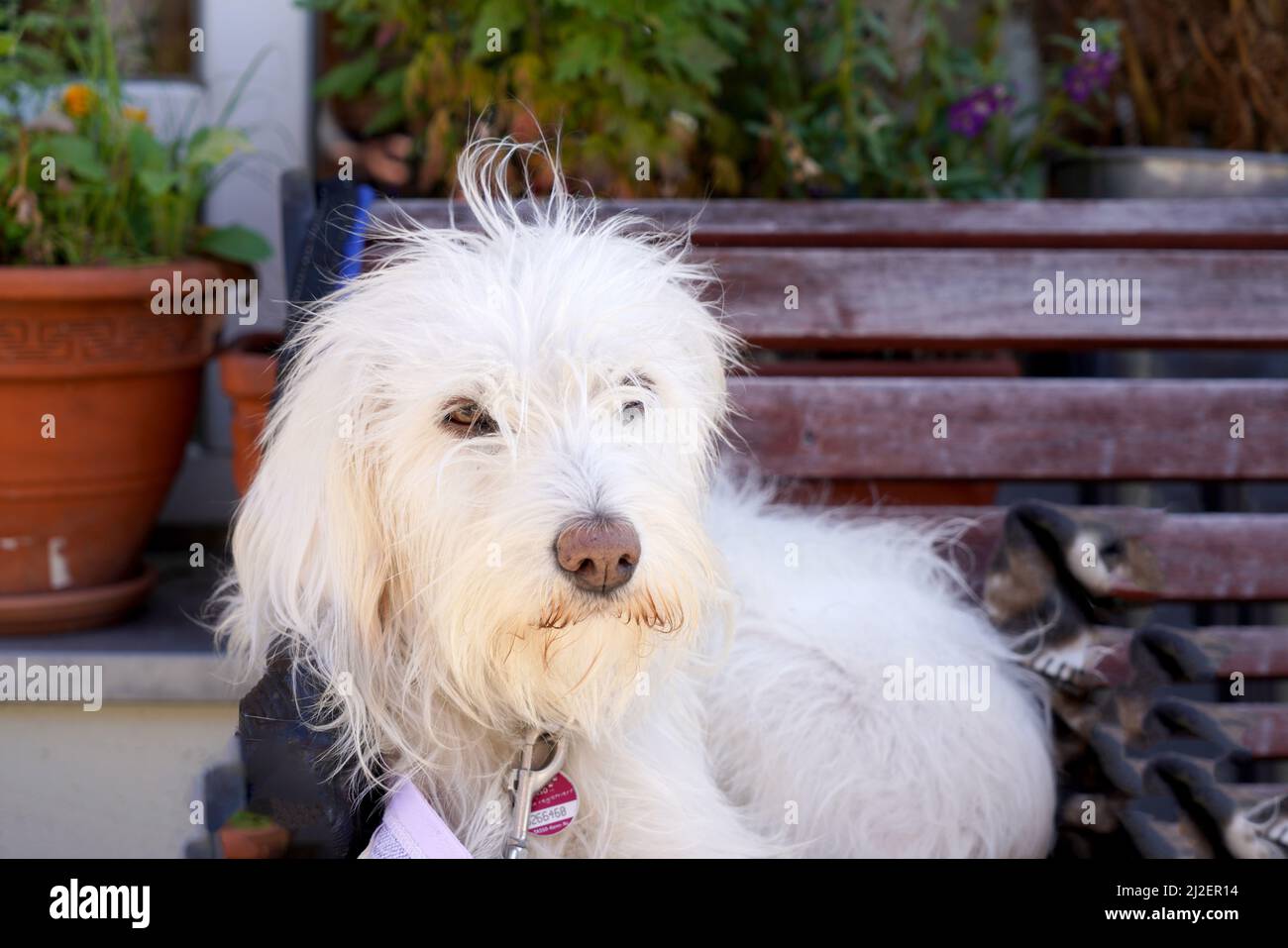 The close-up shot of a white Sapsali dog on a bench Stock Photo - Alamy