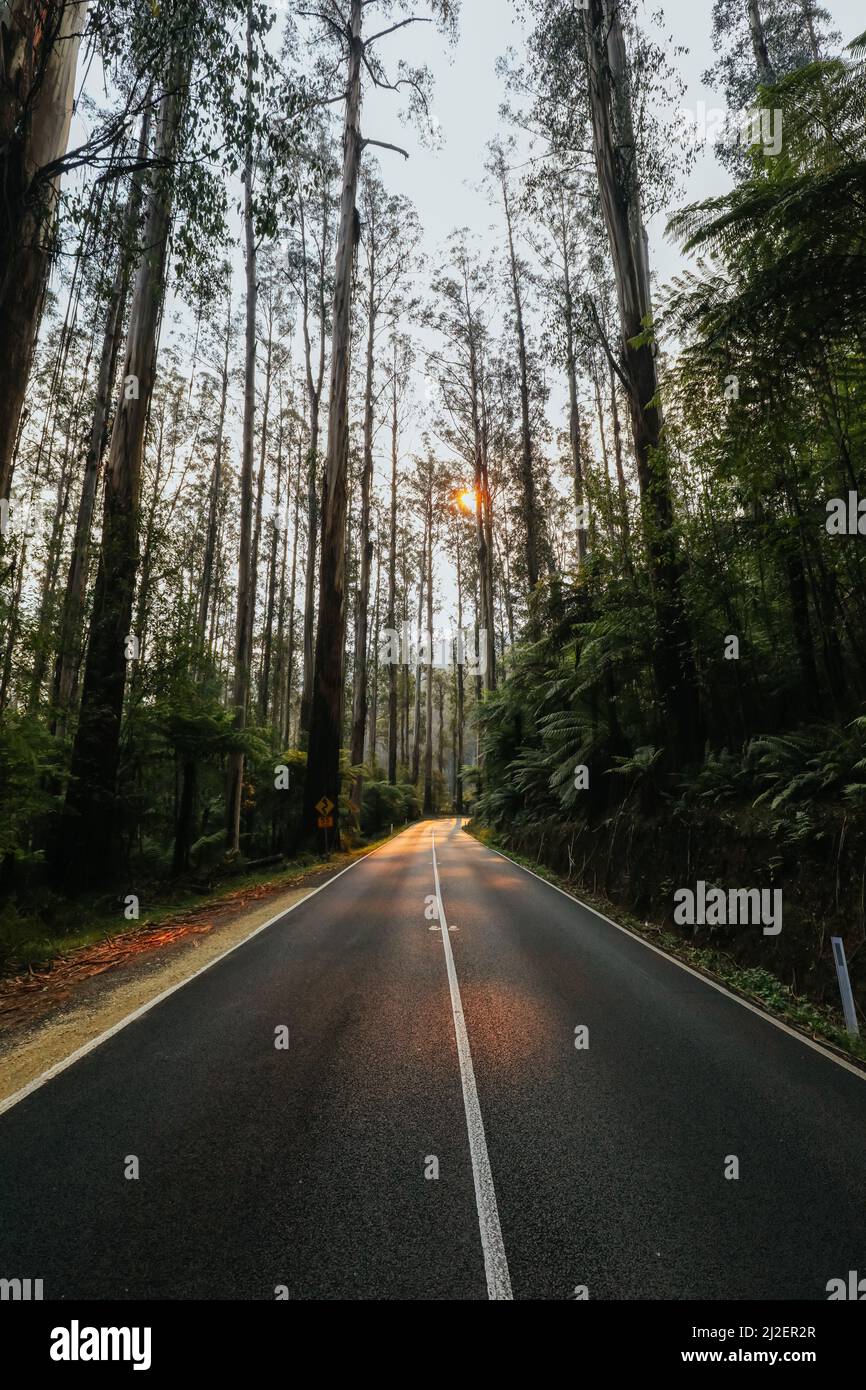 The Black Spur near Narbethong in Australia Stock Photo - Alamy