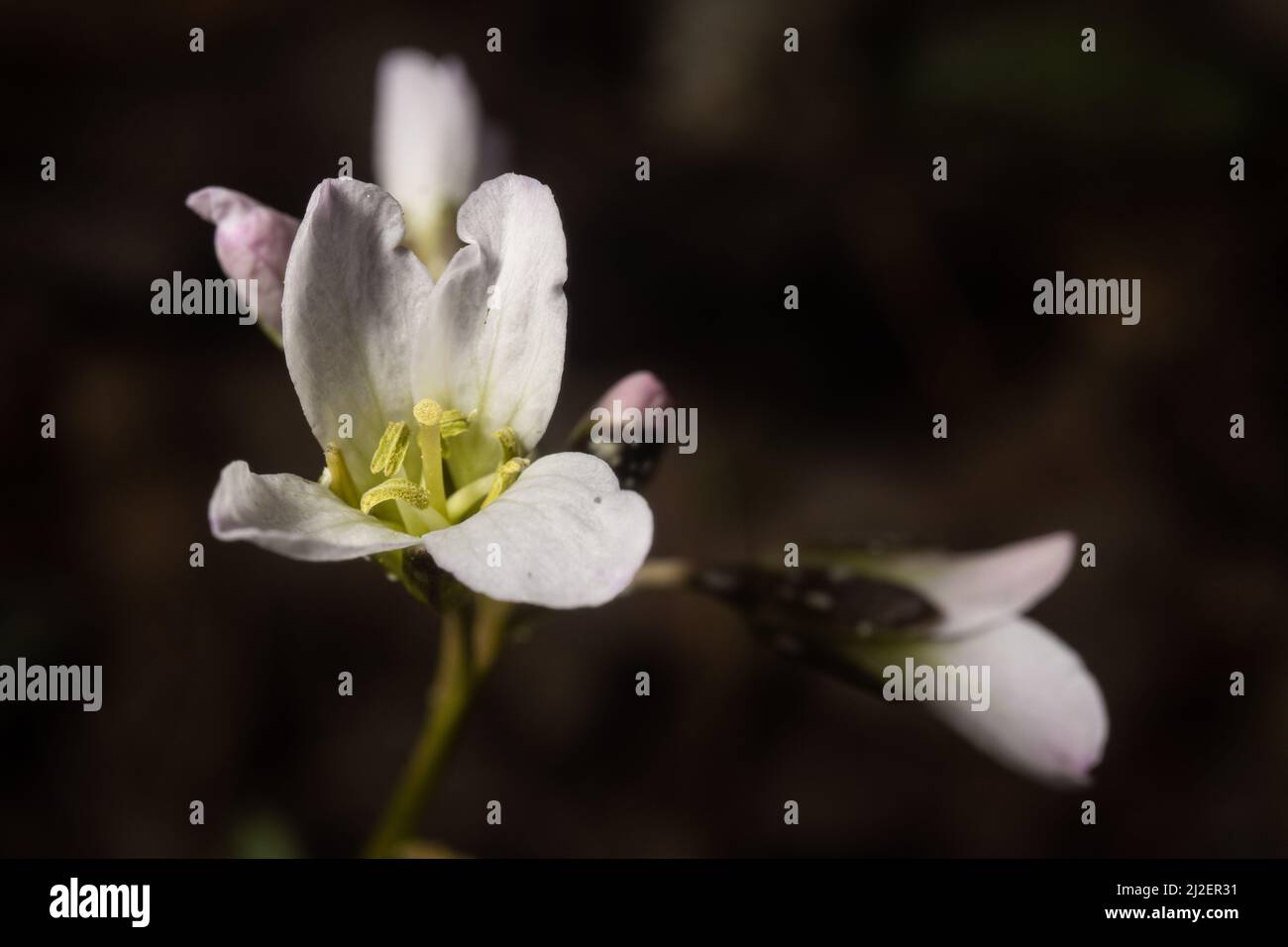 A spring flower bloom up close Stock Photo - Alamy