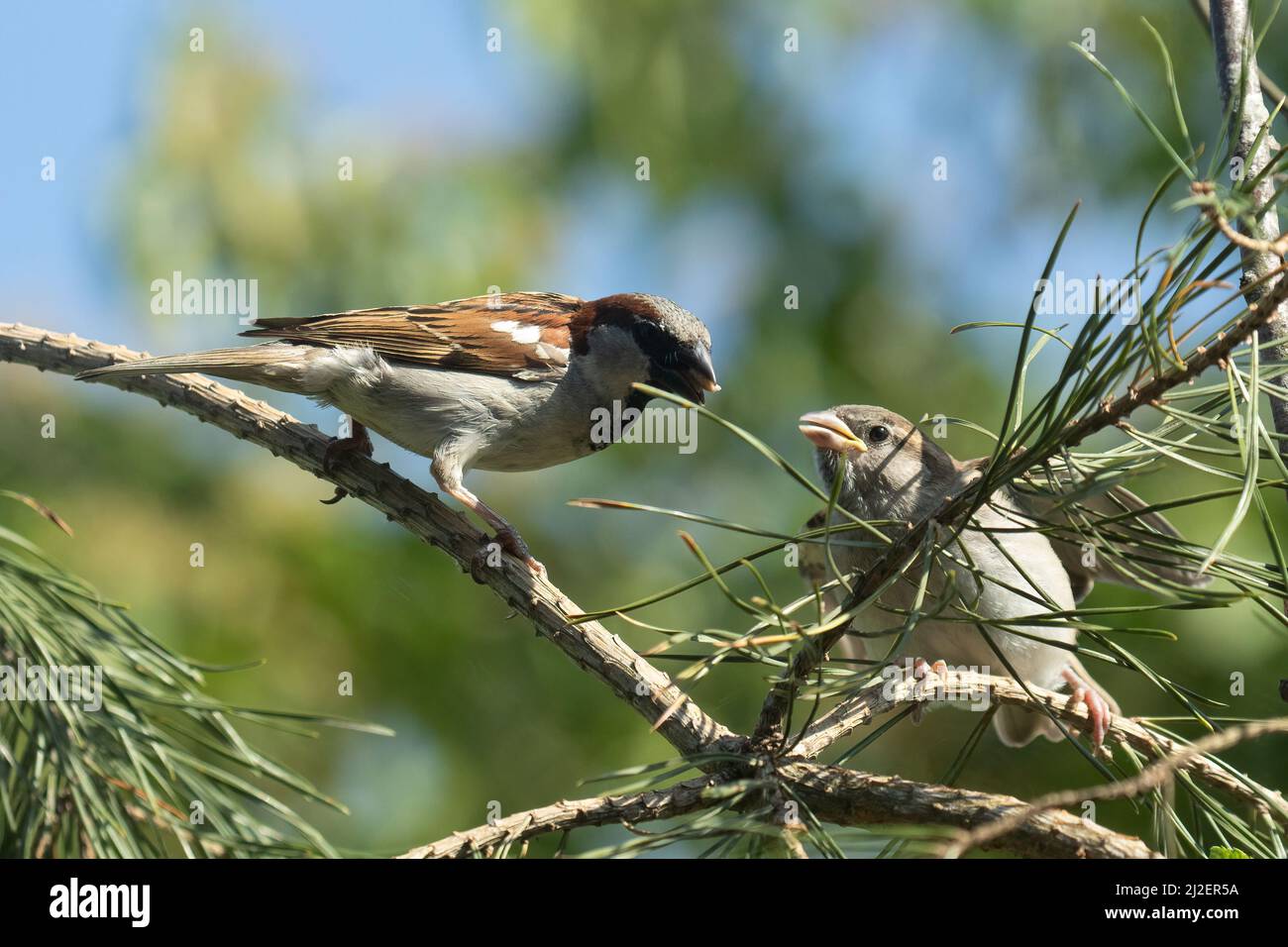 Closeup shot house sparrows hi-res stock photography and images - Alamy