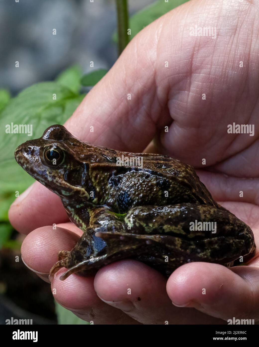 Frog on hand hi-res stock photography and images - Alamy