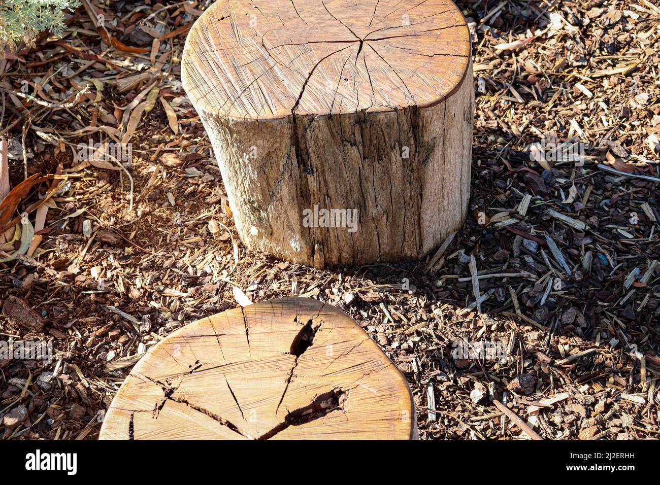 Tree stump stepping stones hi-res stock photography and images - Alamy