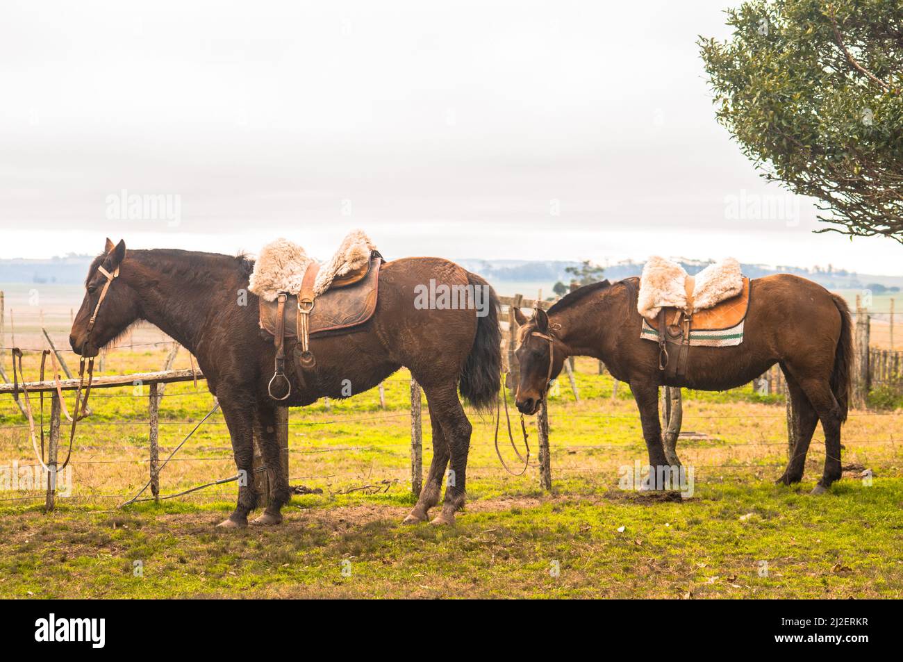 Two saddle horses hi-res stock photography and images - Alamy