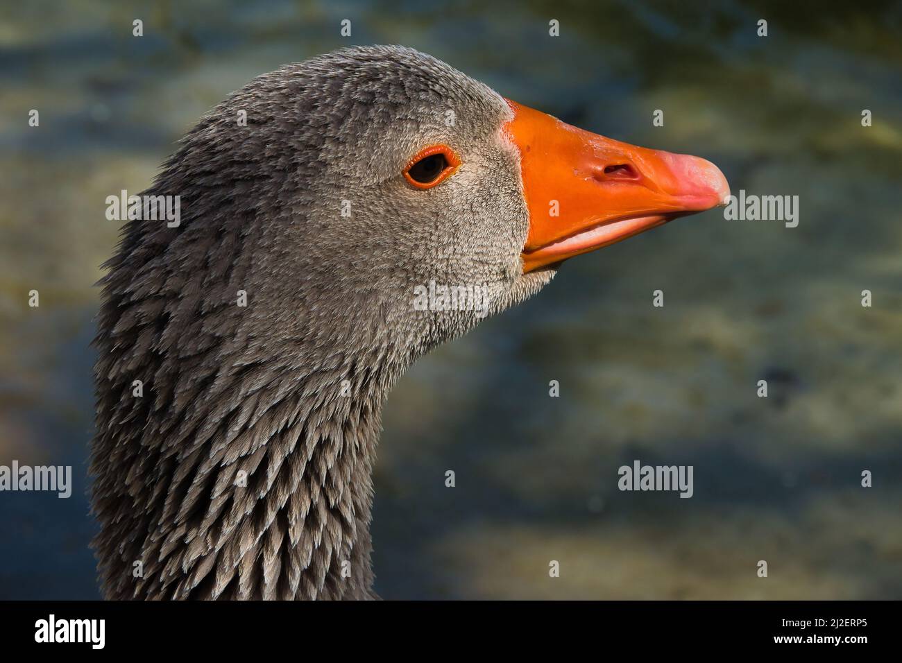 goose with orange beak and eyes in close-up, aquatic bird, with lake ...