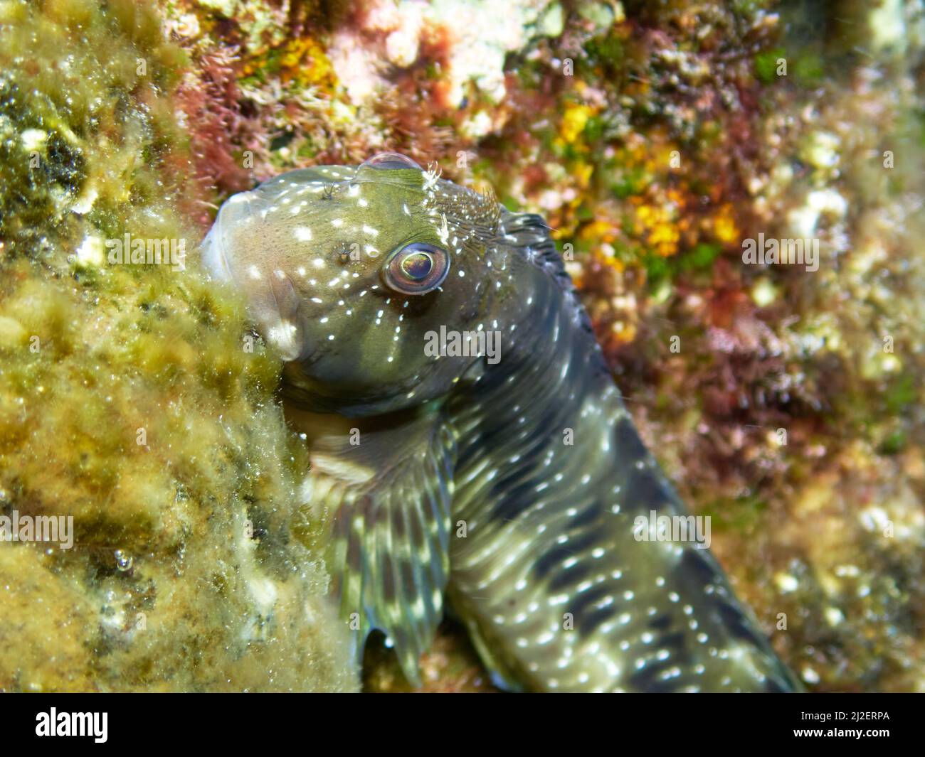 Molly miller fish hi-res stock photography and images - Alamy