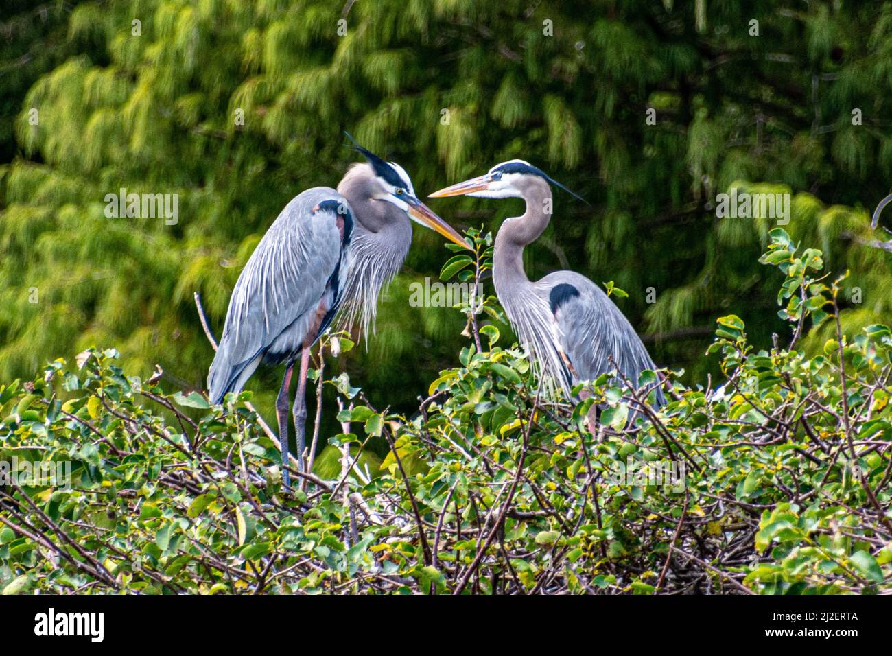 Great Blue Herons at Wakodahatchee wetlands and nature preserve Stock ...