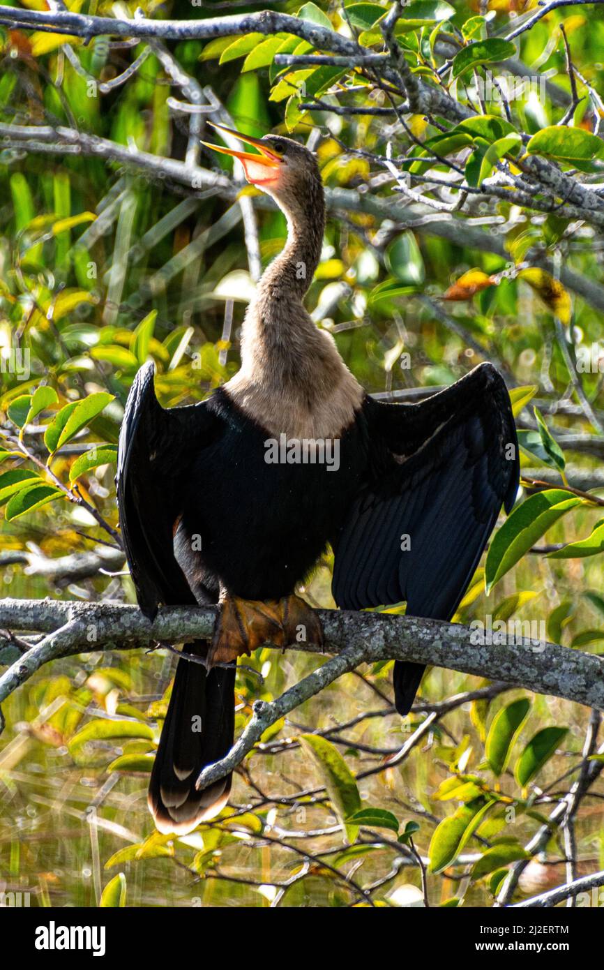 Female Anhinga at Wakodahatchee wetlands and nature preserve Stock ...