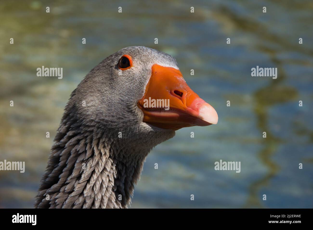 goose with orange beak and eyes in close-up, aquatic bird, with lake ...